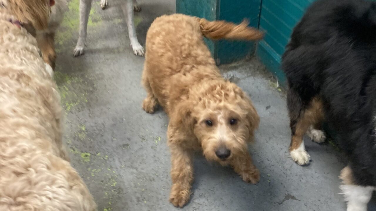 Barks & Recreation Most Valuable Pup (MVP) — August 2022 | Barks ...