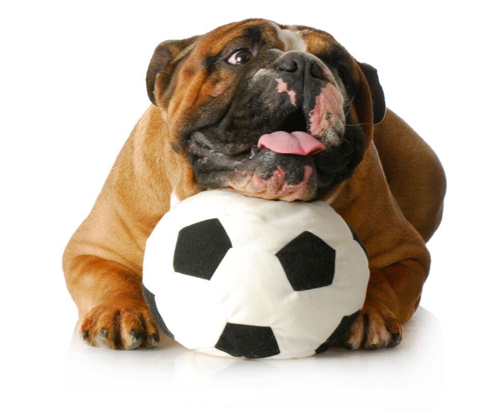 N.E. Ohio's Premier Dog Boarding | Barks & Recreation