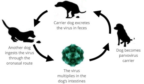 What is Canine Parvovirus? | Barks & Recreation